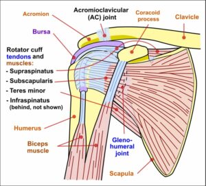 Painful Arc Test of Shoulder for Supraspinatus Impingement - Physical ...