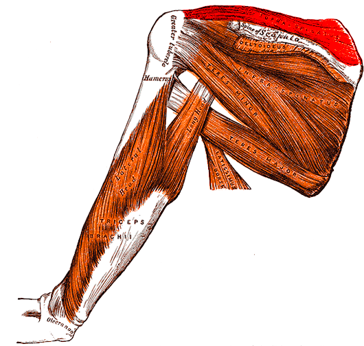 Hawkins Kennedy Test - Orthopedic Shoulder Examination - Physical ...