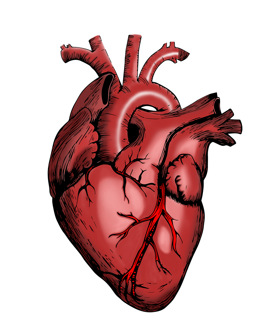 Quick Heart Anatomy Quiz: Test Your Knowledge of Cardiac Structure and ...