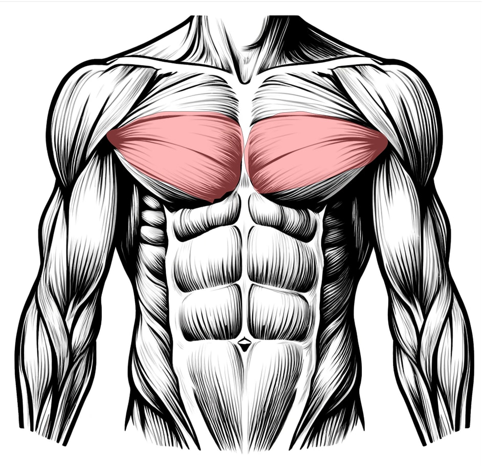 Quick Quiz: Musculoskeletal Anatomy - Physical Therapy Web